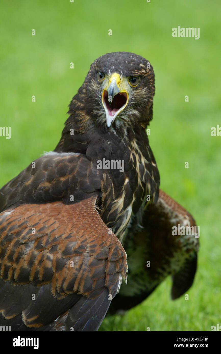 Raptor bird of prey buteo buteo buzzard common buzzard hi-res stock ...