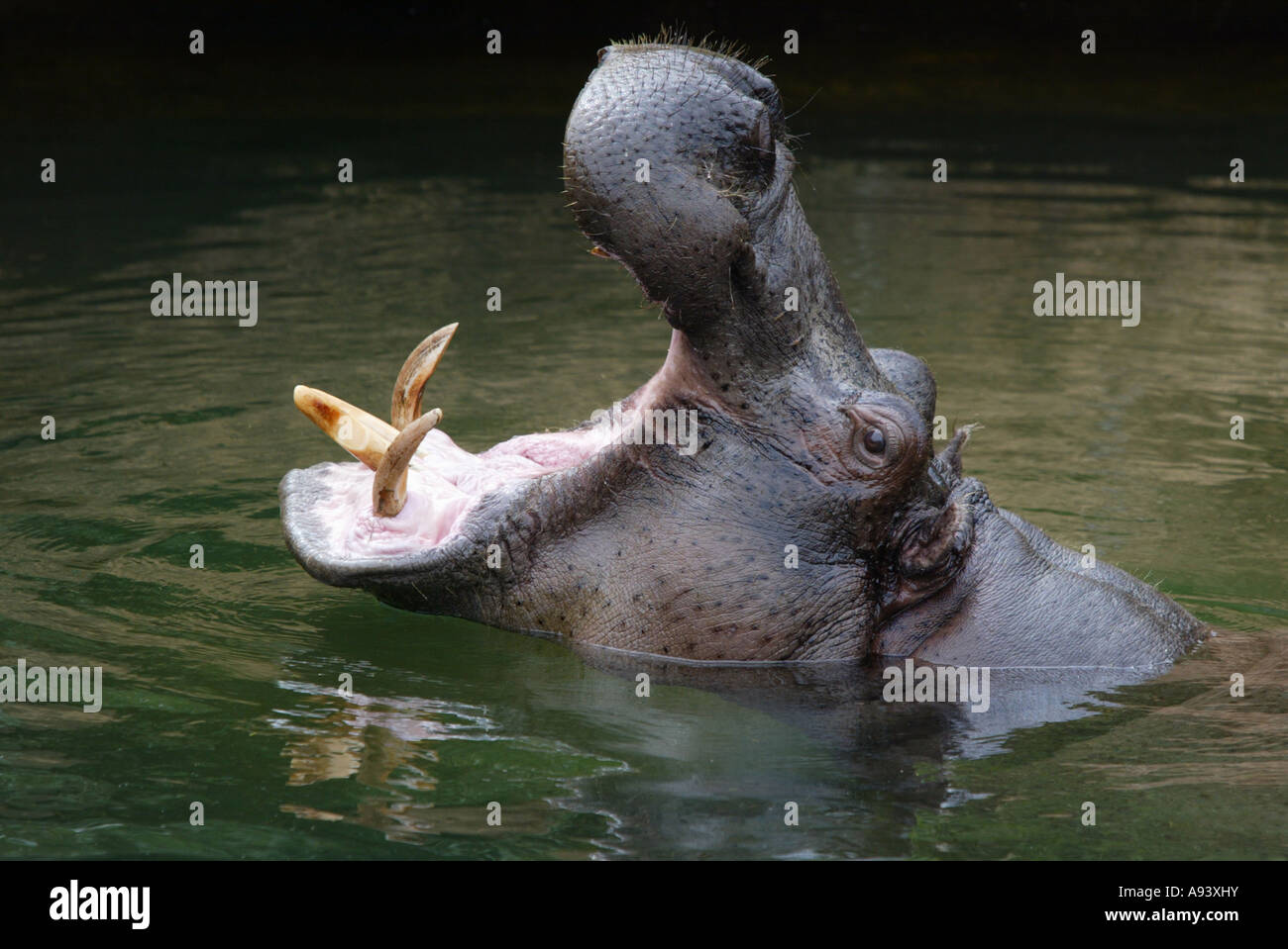 Hippo showing its teeth - Hippopotamus amphibius Stock Photo - Alamy
