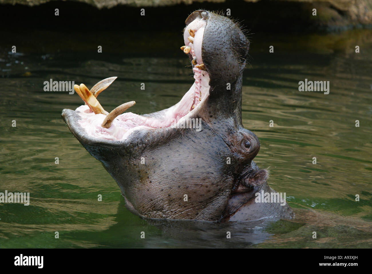Hippo showing its teeth - Hippopotamus amphibius Stock Photo - Alamy