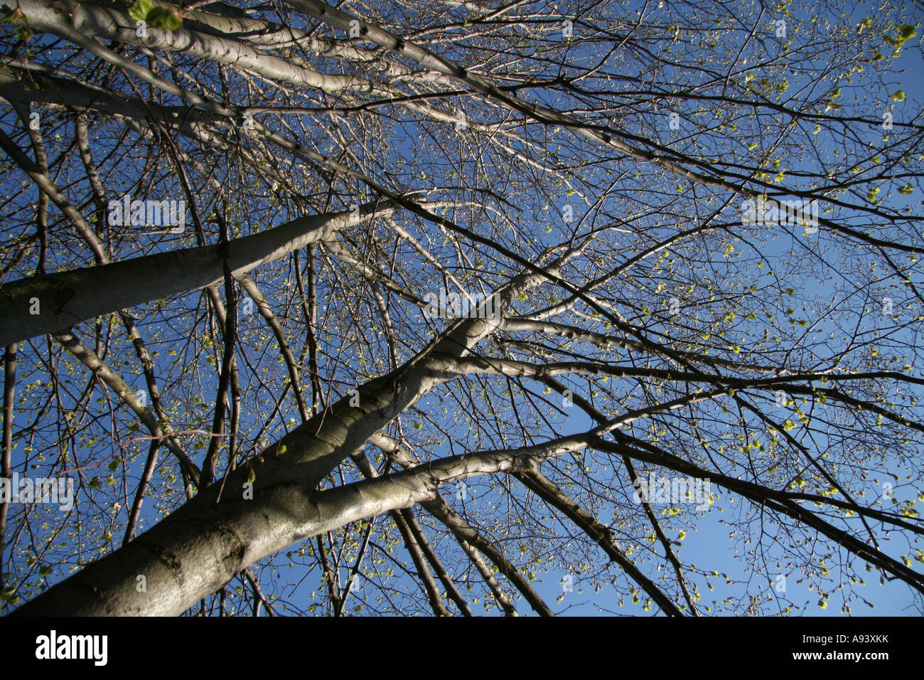 Trees - view upwards Stock Photo - Alamy