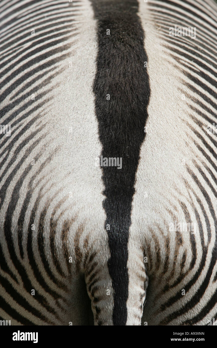 Zebra back side closeup - Equus zebra zebra Stock Photo - Alamy