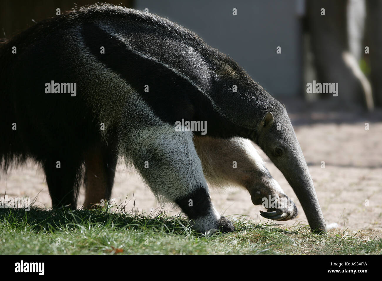 Giant Anteater - Myrmecophaga tridactyla Stock Photo - Alamy