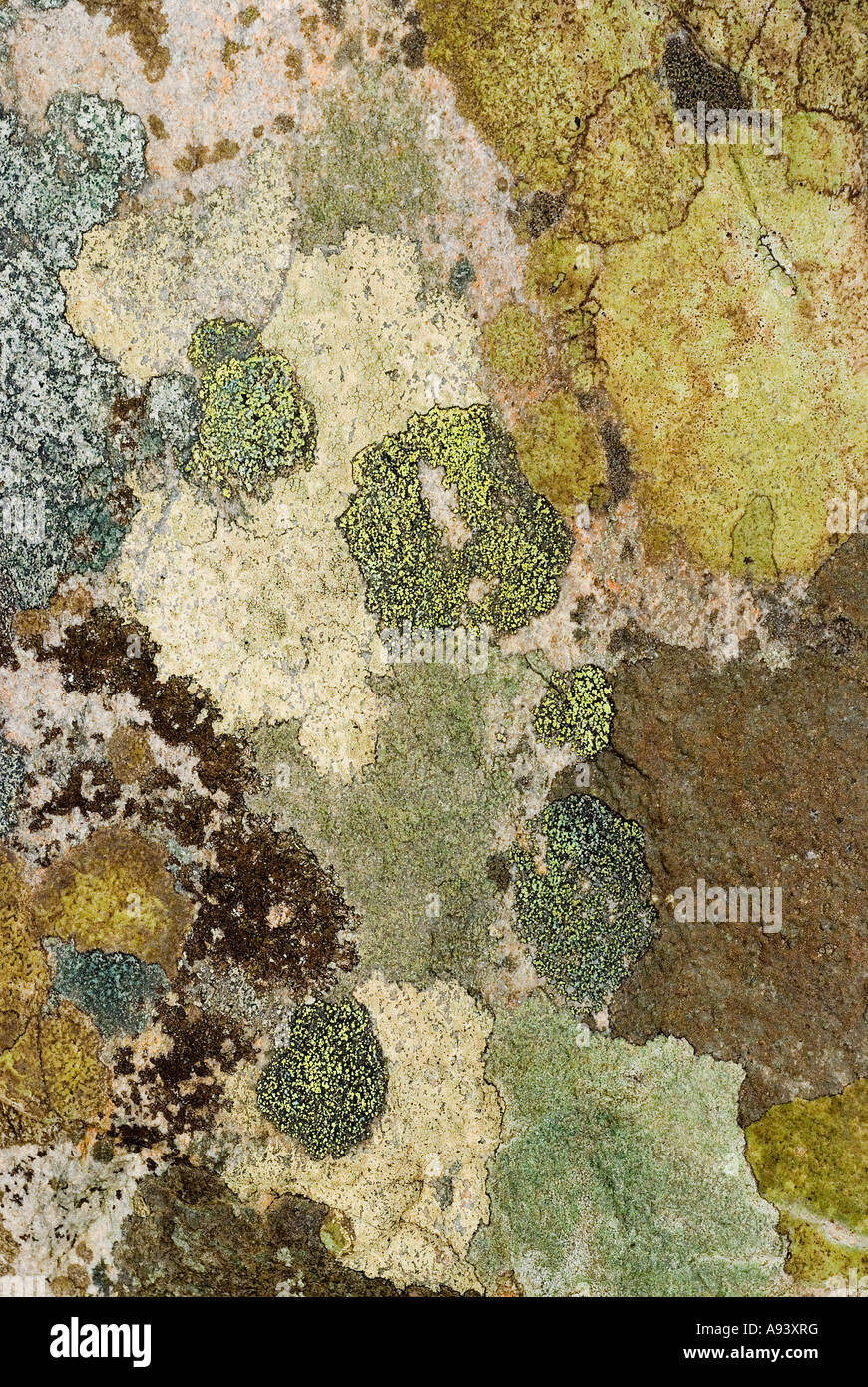 Beautifully colourful lichens growing on rock create amazing a natural ...