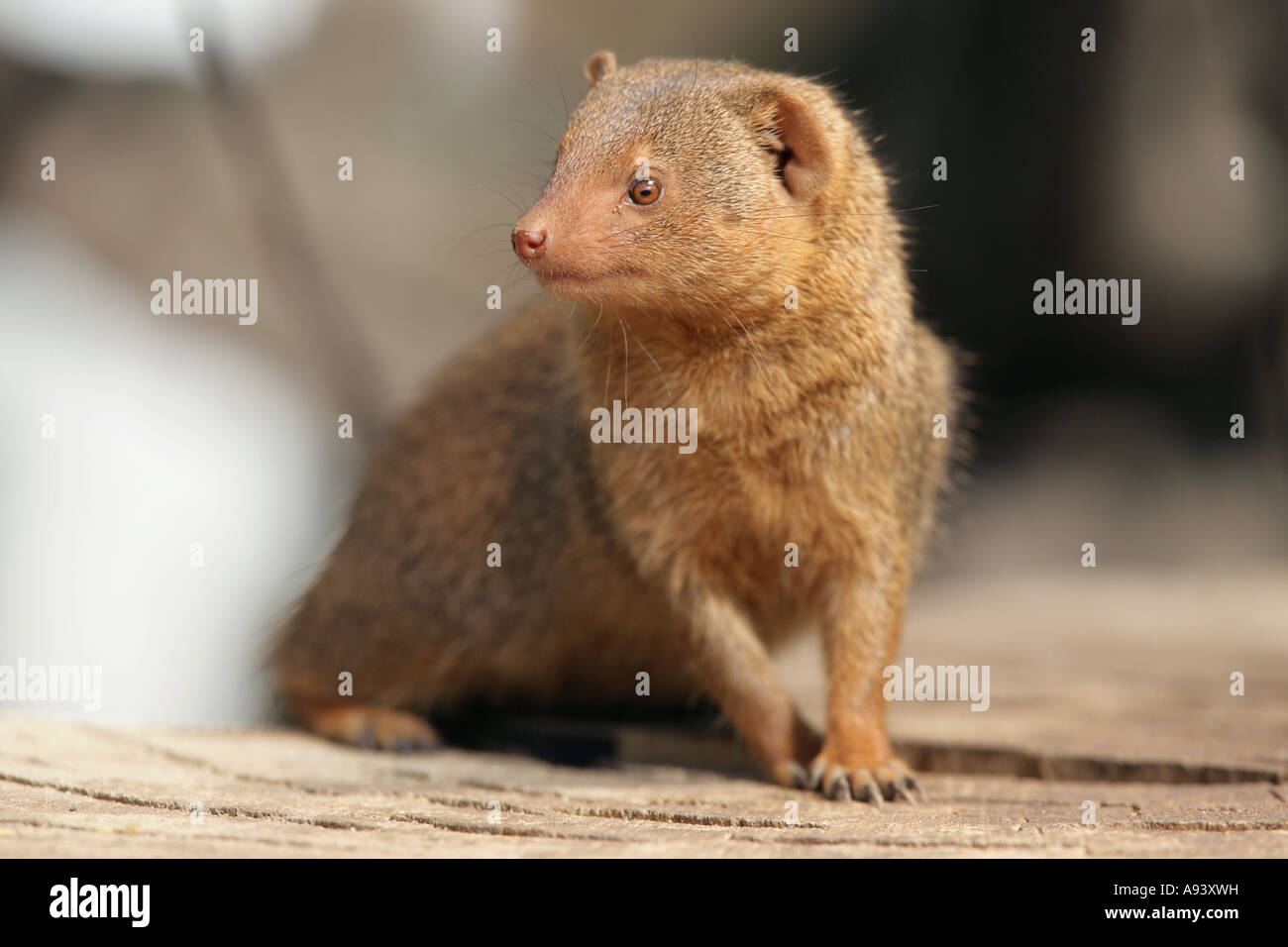 Dwarf Mongoose - Helogale parvula Stock Photo - Alamy