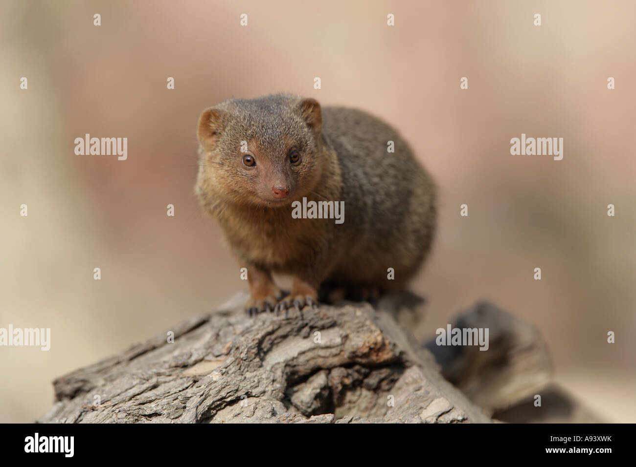 Dwarf Mongoose - Helogale parvula Stock Photo - Alamy