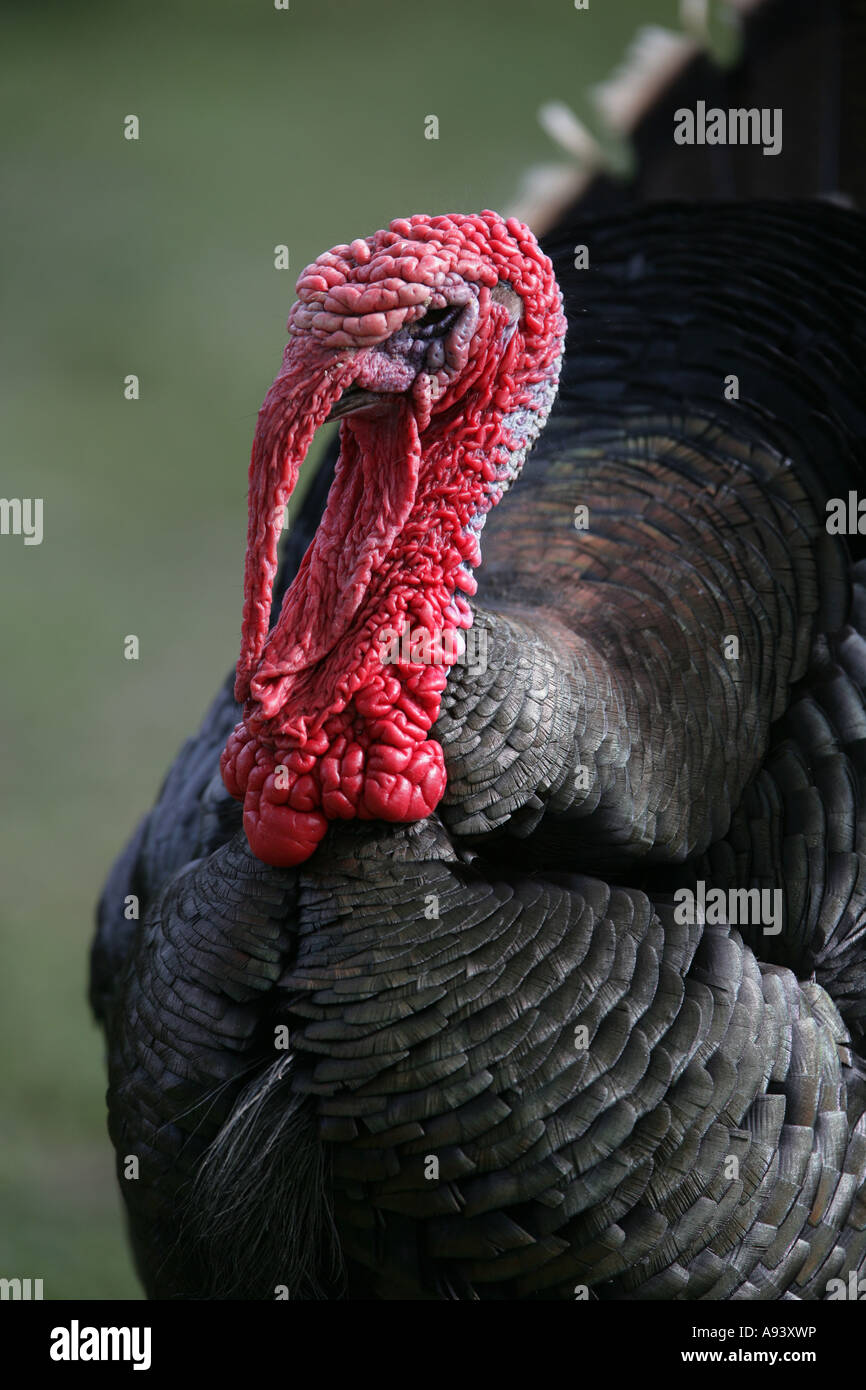 Wild Turkey portrait - Meleagris gallopavo Stock Photo - Alamy