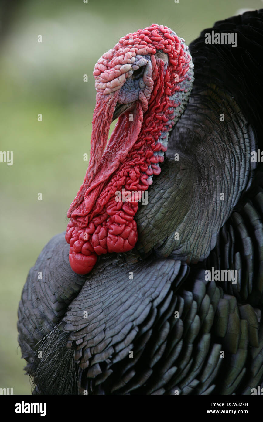 Wild Turkey portrait - Meleagris gallopavo Stock Photo - Alamy
