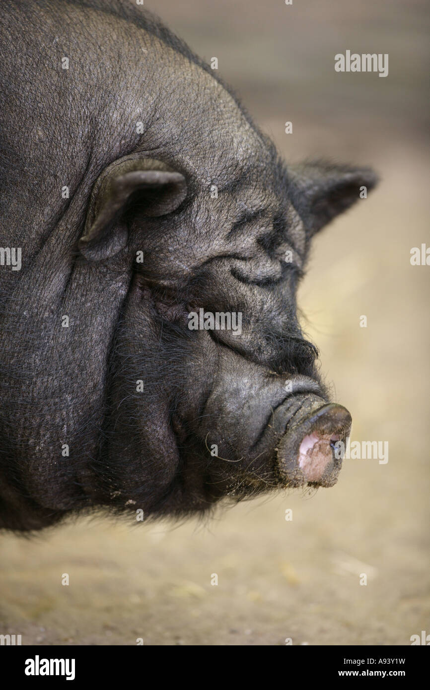 Vietnamese Haengebauchschwein High Resolution Stock Photography and ...