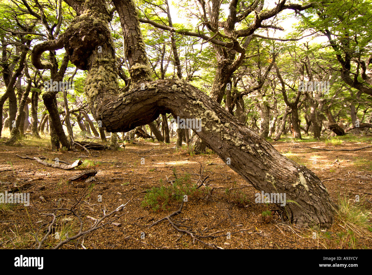 Lenga Forest (Nothofagus pumilio) at Lake Burmeister, Perito Moreno ...