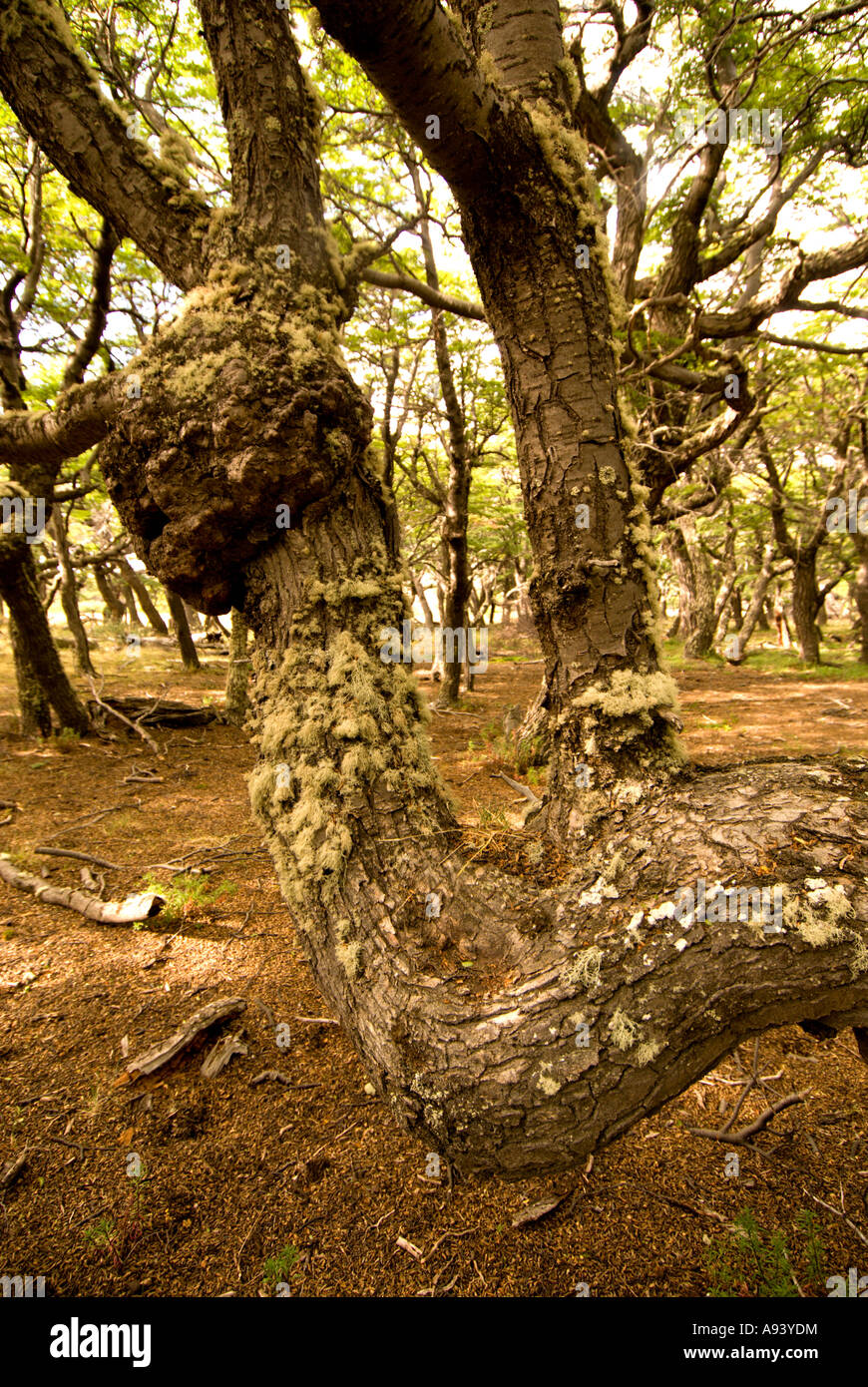 Andean patagonian lenga tree forest hi-res stock photography and images ...