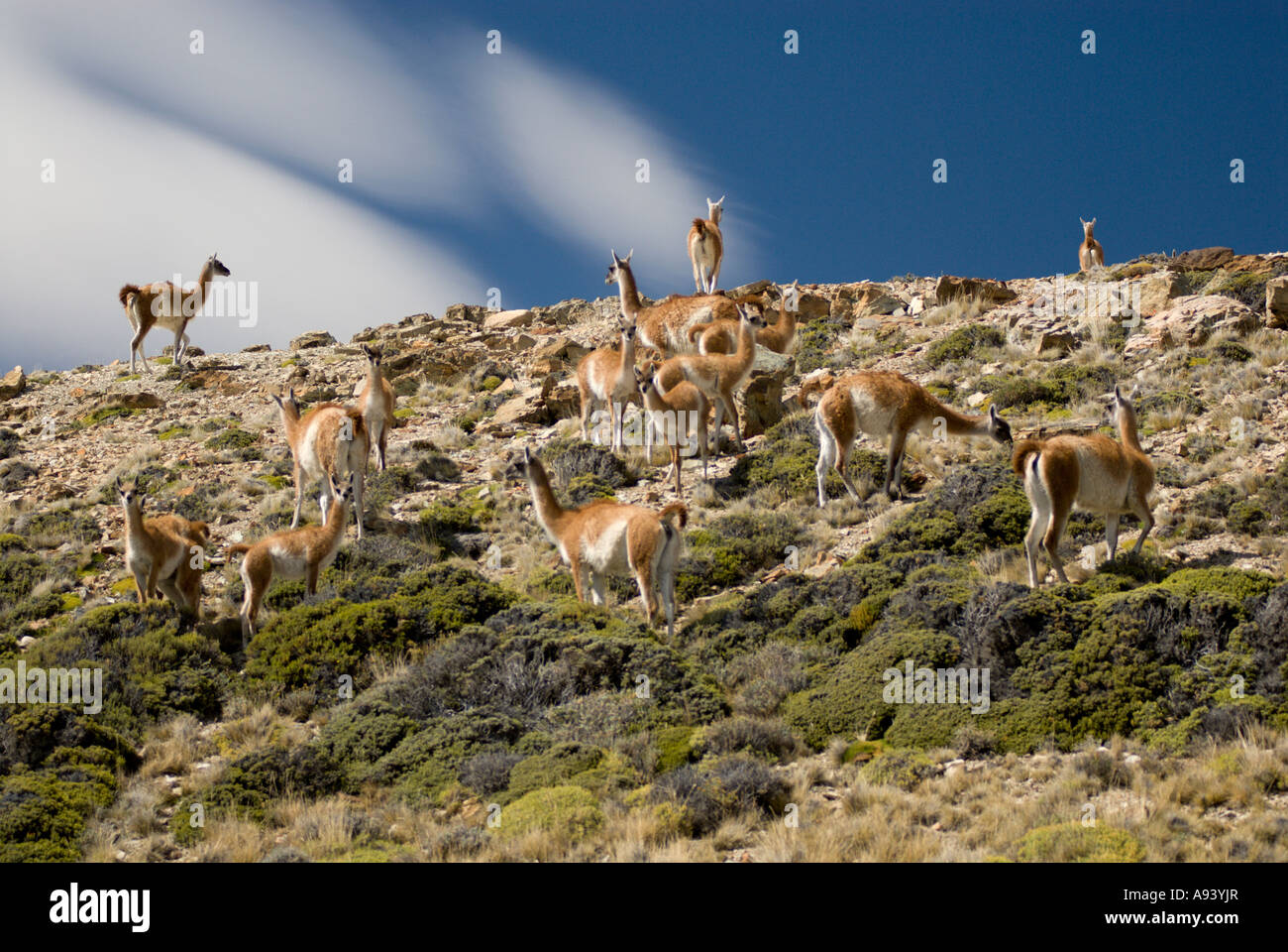 Guanacos perito moreno national park hi-res stock photography and ...
