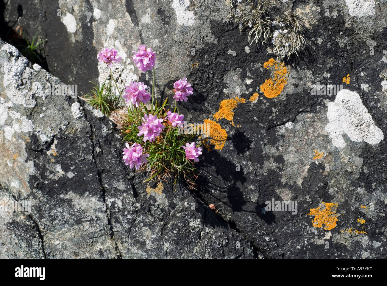 Loughros Point Ardara County Donegal Ireland Wild flowers and lichen on ...