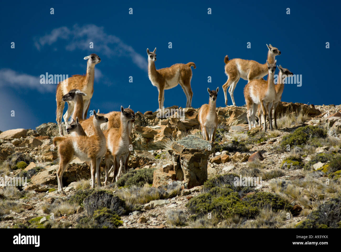 Guanaco hi-res stock photography and images - Alamy