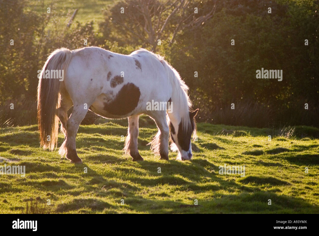 Horse riding donegal hi-res stock photography and images - Alamy