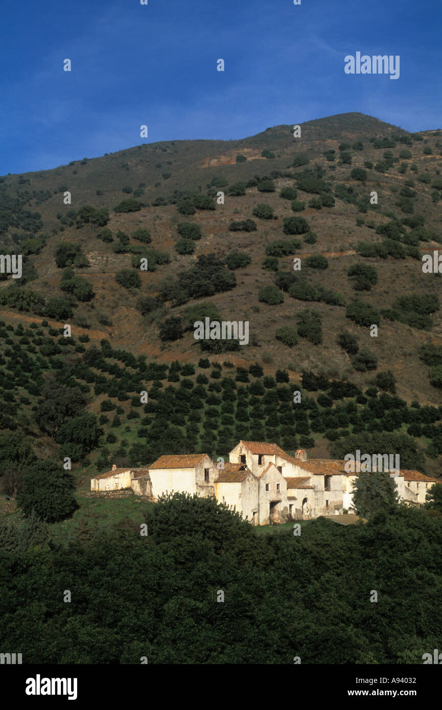 Centuries old olive hi-res stock photography and images - Alamy
