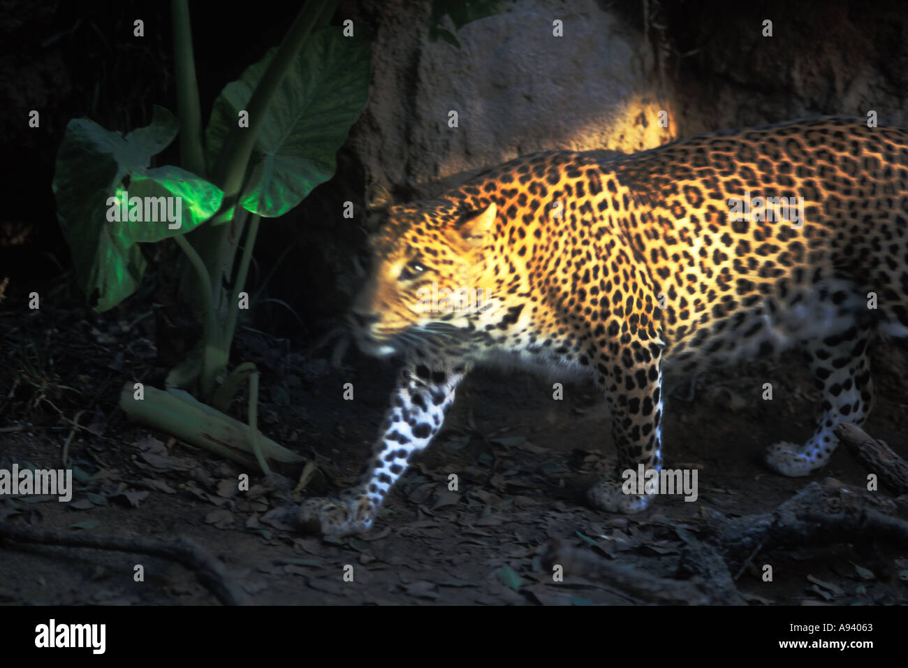 Leopard at night South Africa Stock Photo - Alamy