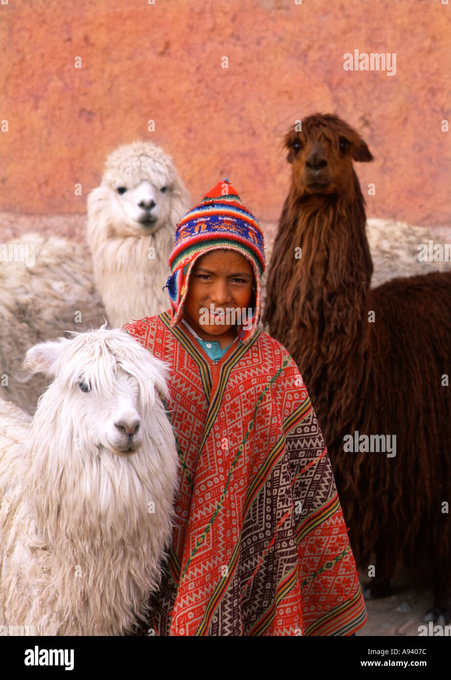 Boy peru llama hi-res stock photography and images - Alamy