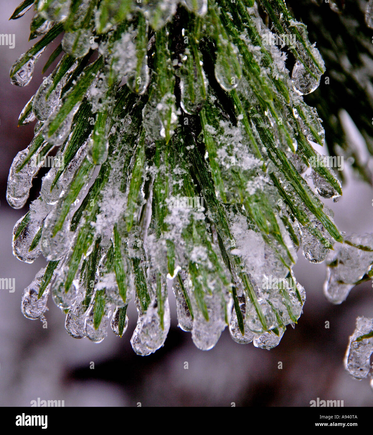 Freezing Rain in the woods Stock Photo - Alamy