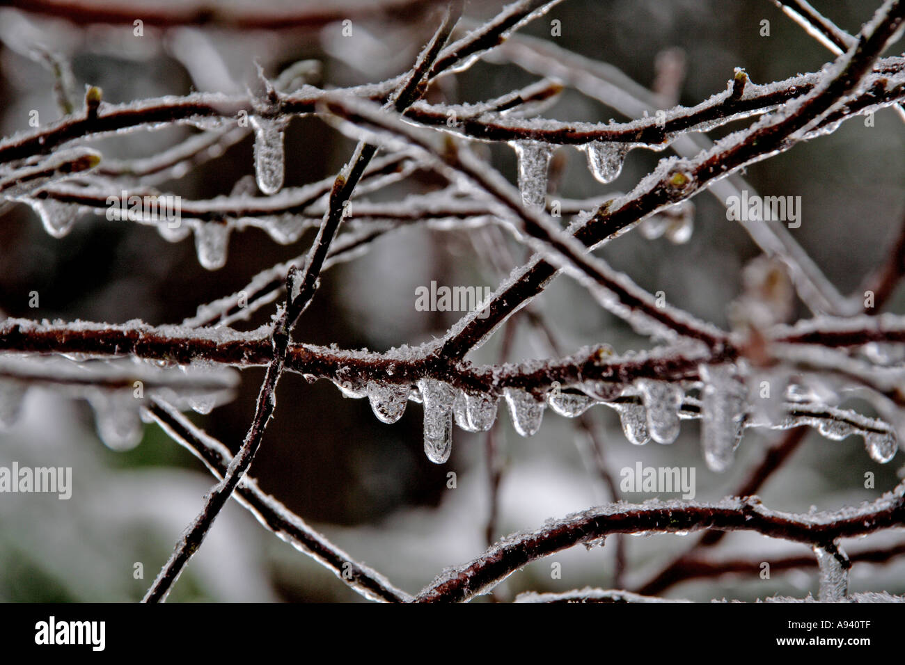 Freezing Rain in the woods Stock Photo - Alamy