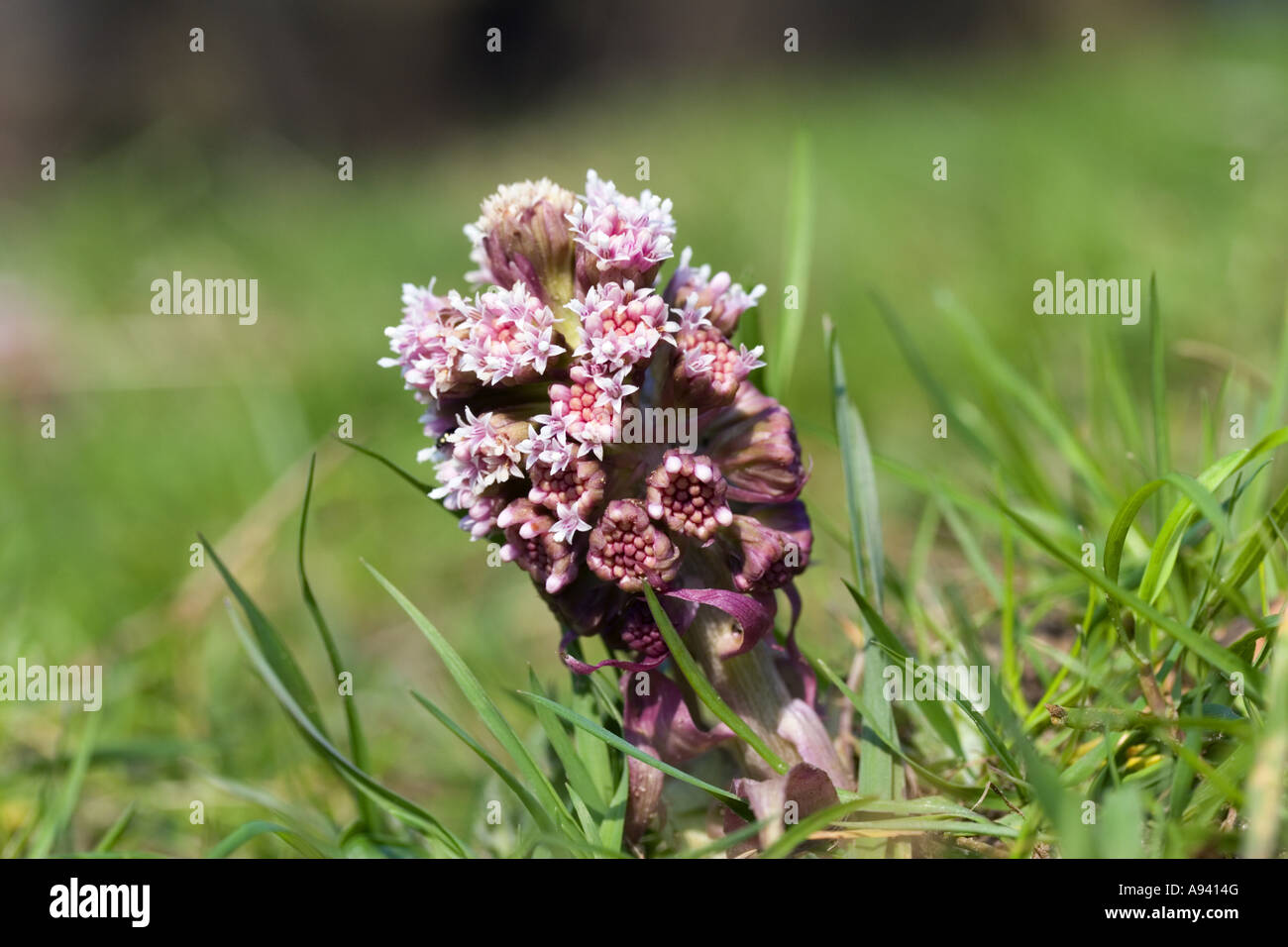 Butterbur plant hi-res stock photography and images - Alamy