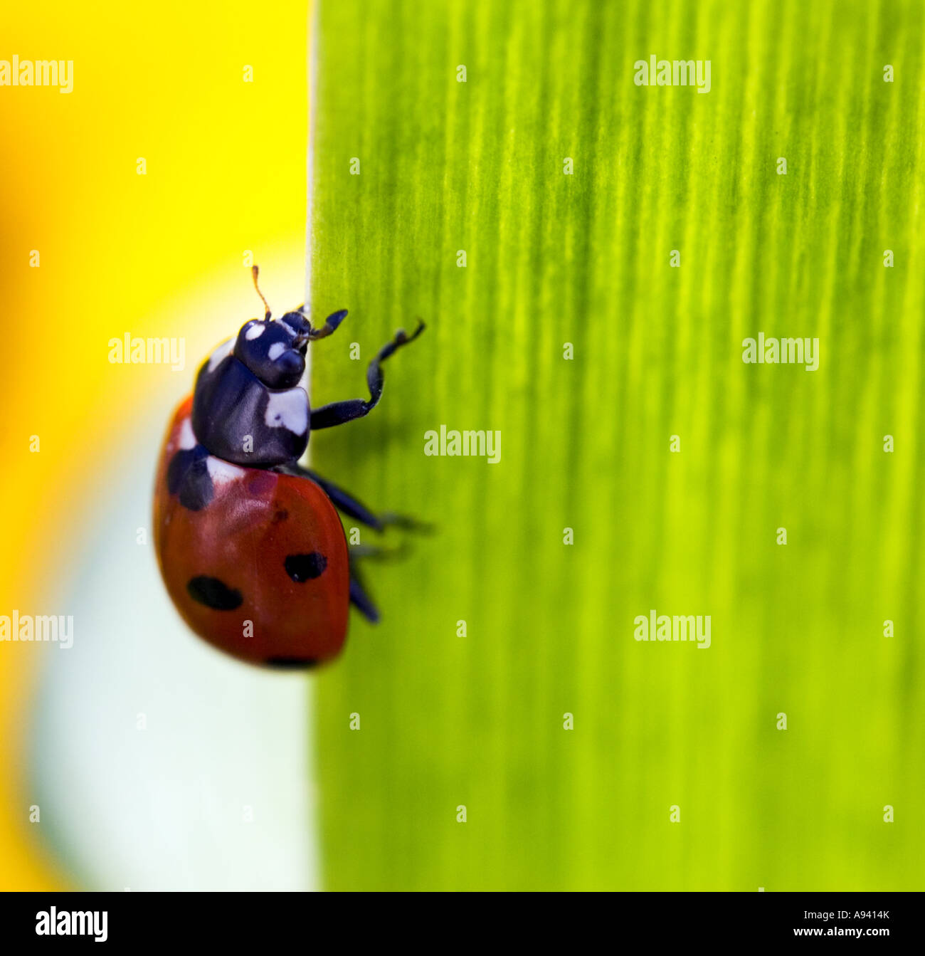 Ladybird hi-res stock photography and images - Alamy