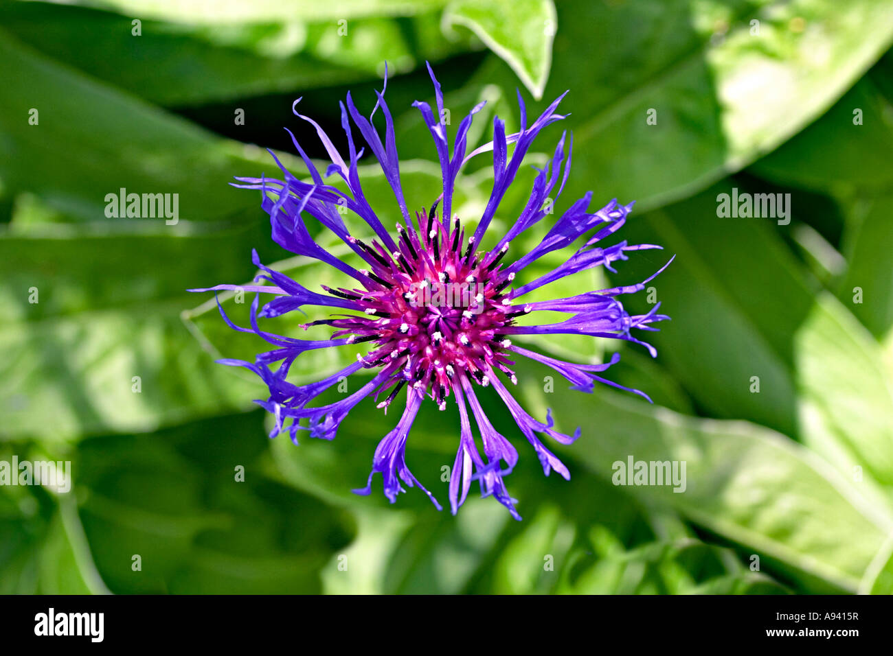 Centaurea montana, mountain cornflower Stock Photo - Alamy