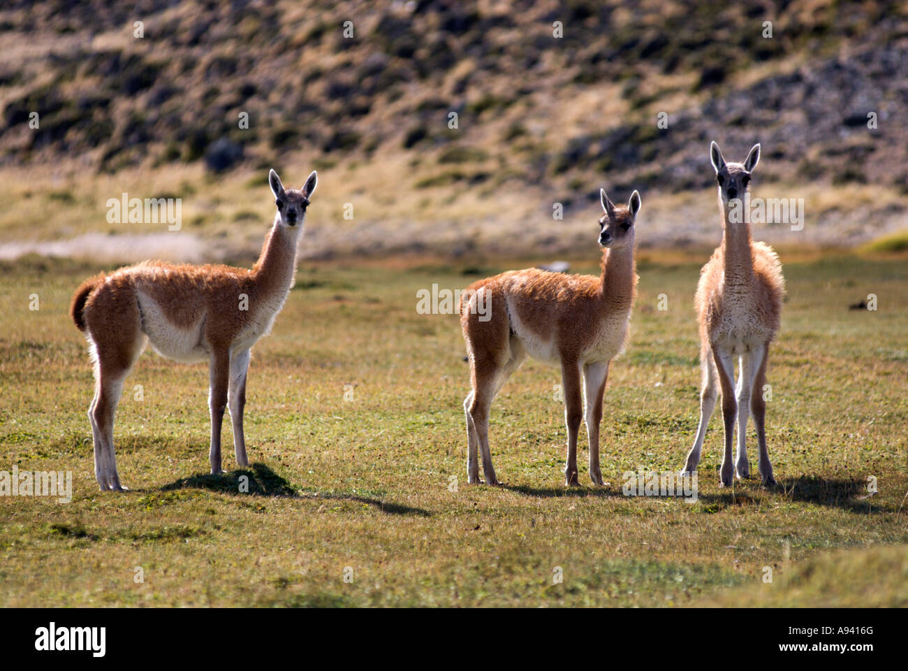 Guanacos (Lama guanicoe) Guanaco in the Wild, Perito Moreno National ...