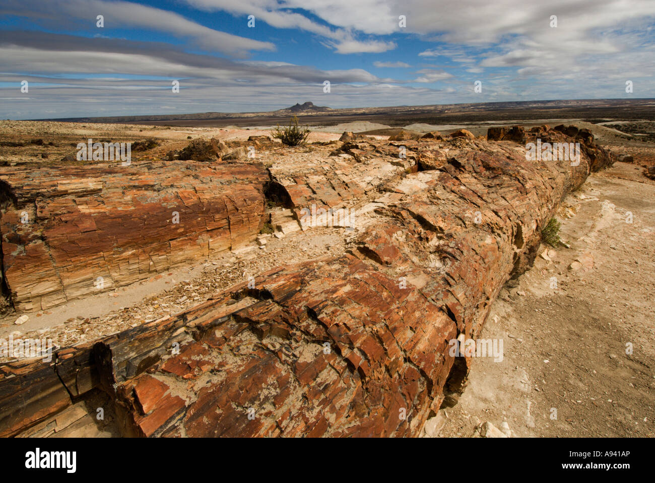 Petrified Forest, Monumento Nacional Bosques Petrificados, Patagonia ...