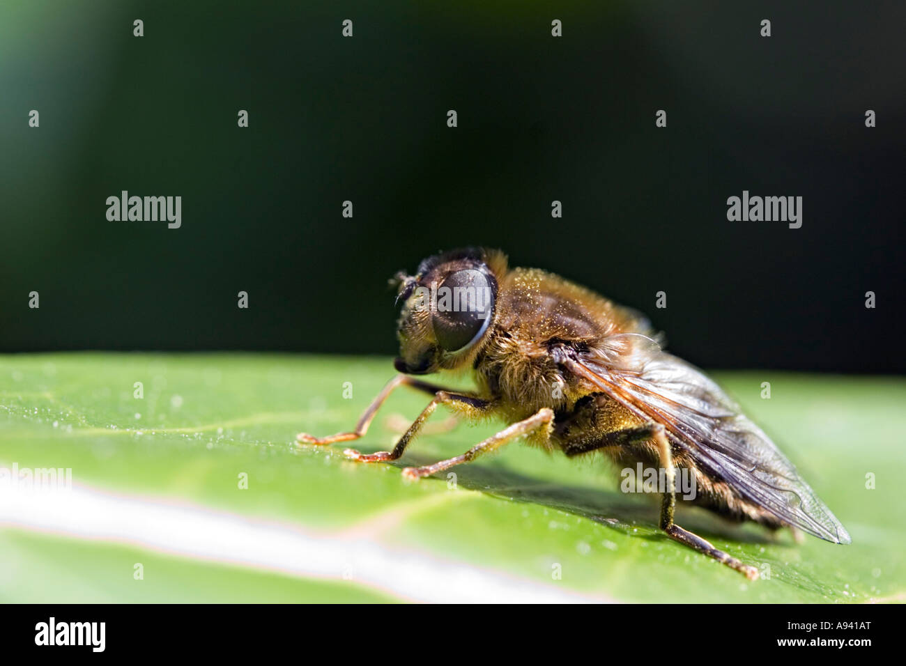 English behaviour hi-res stock photography and images - Alamy