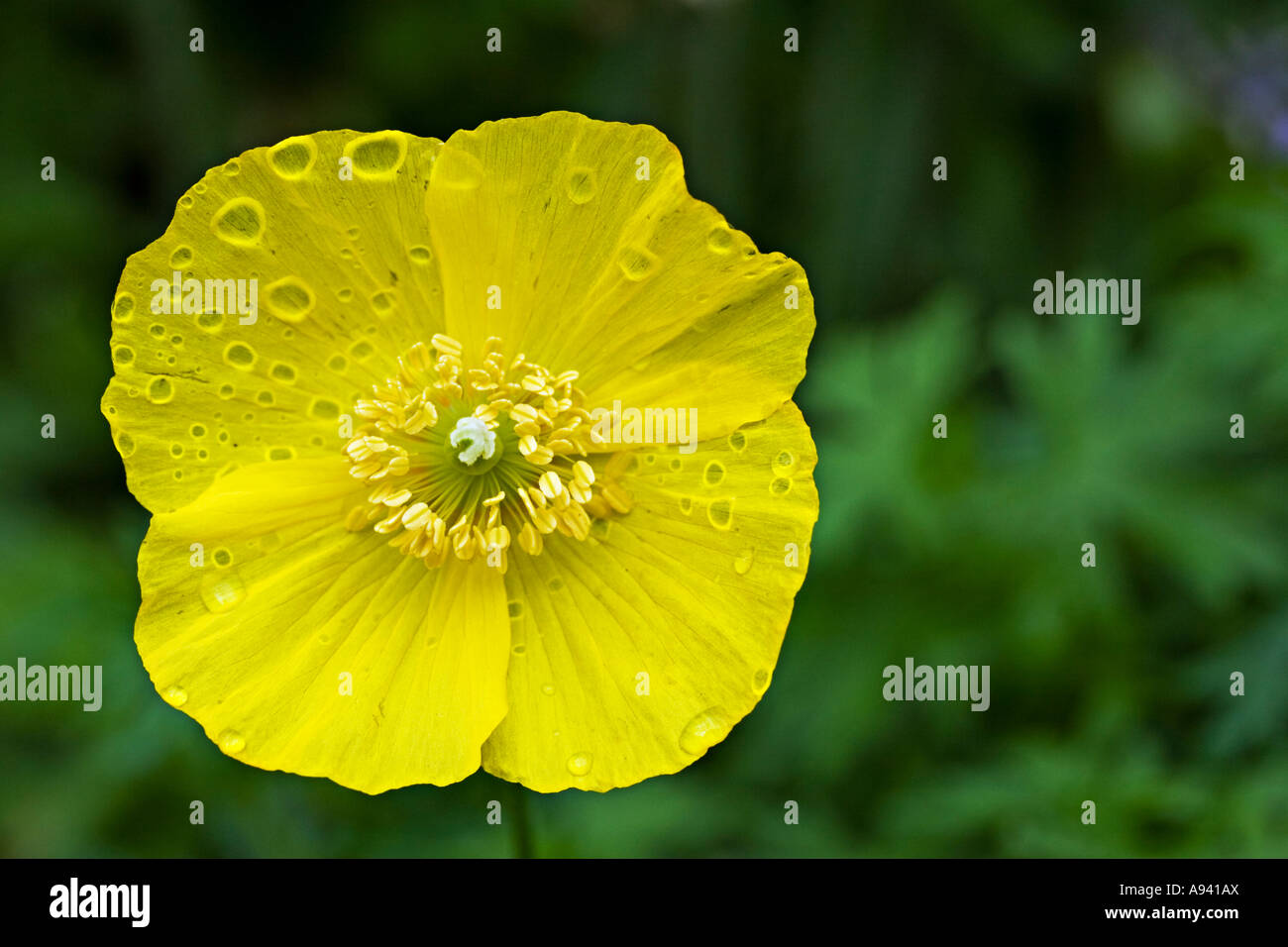 A Welsh Poppy, Meconopsis cambrica growing in a Yorkshire garden Stock ...