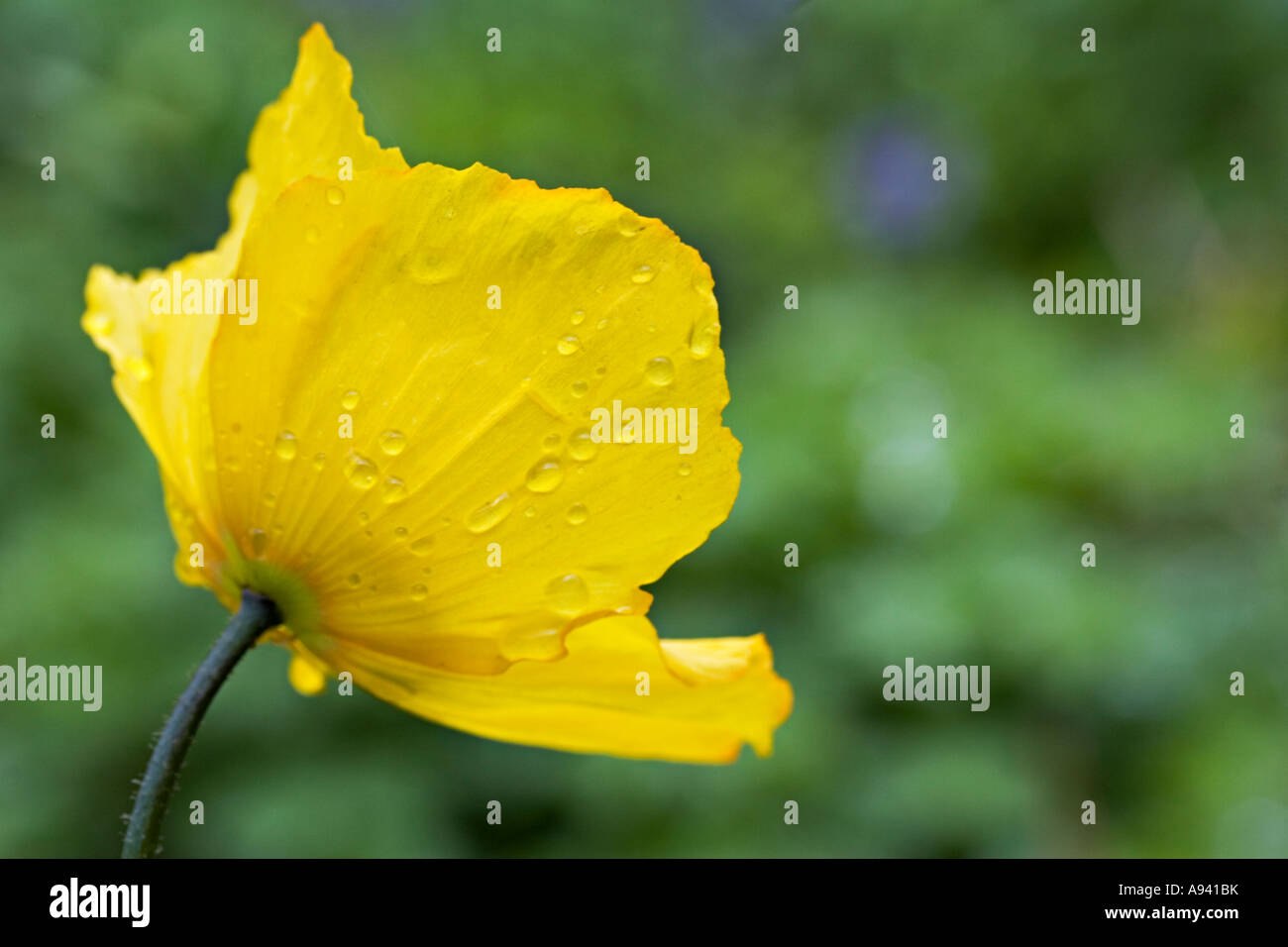 A Welsh Poppy, Meconopsis cambrica growing in a Yorkshire garden Stock ...