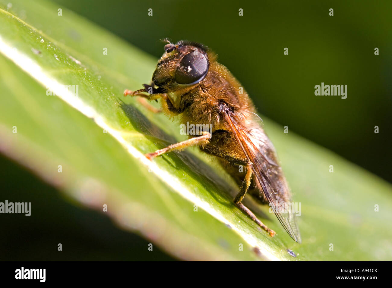 Hoverfly - Syphrid fly Stock Photo - Alamy