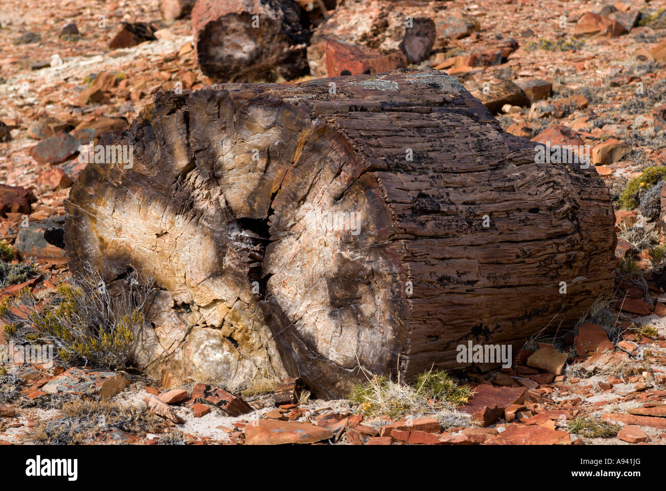 Bosque petrificado monumento nacional hi-res stock photography and ...