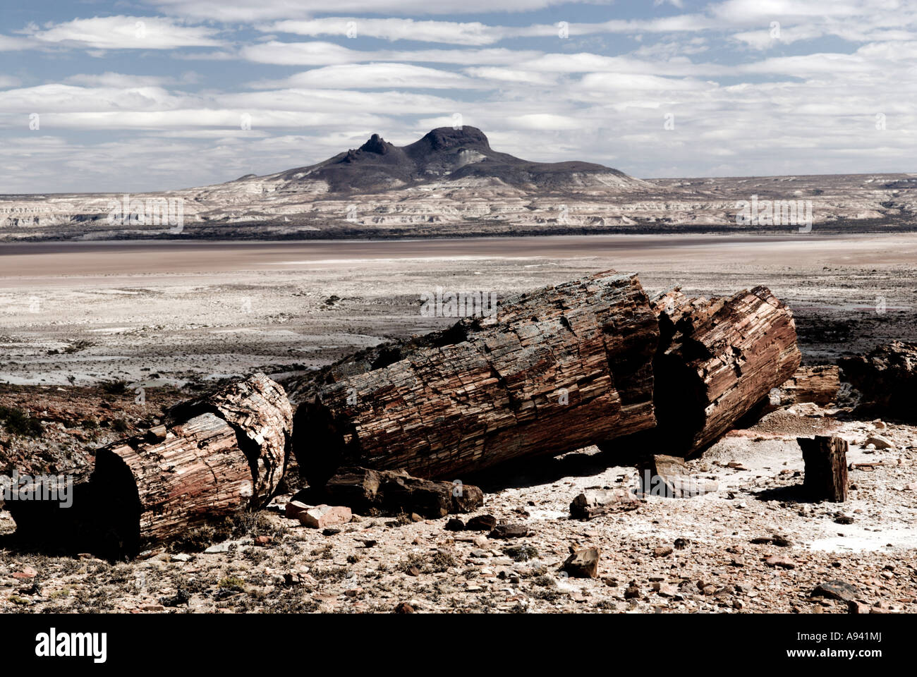Petrified Forest, Monumento Nacional Bosques Petrificados, Patagonia ...