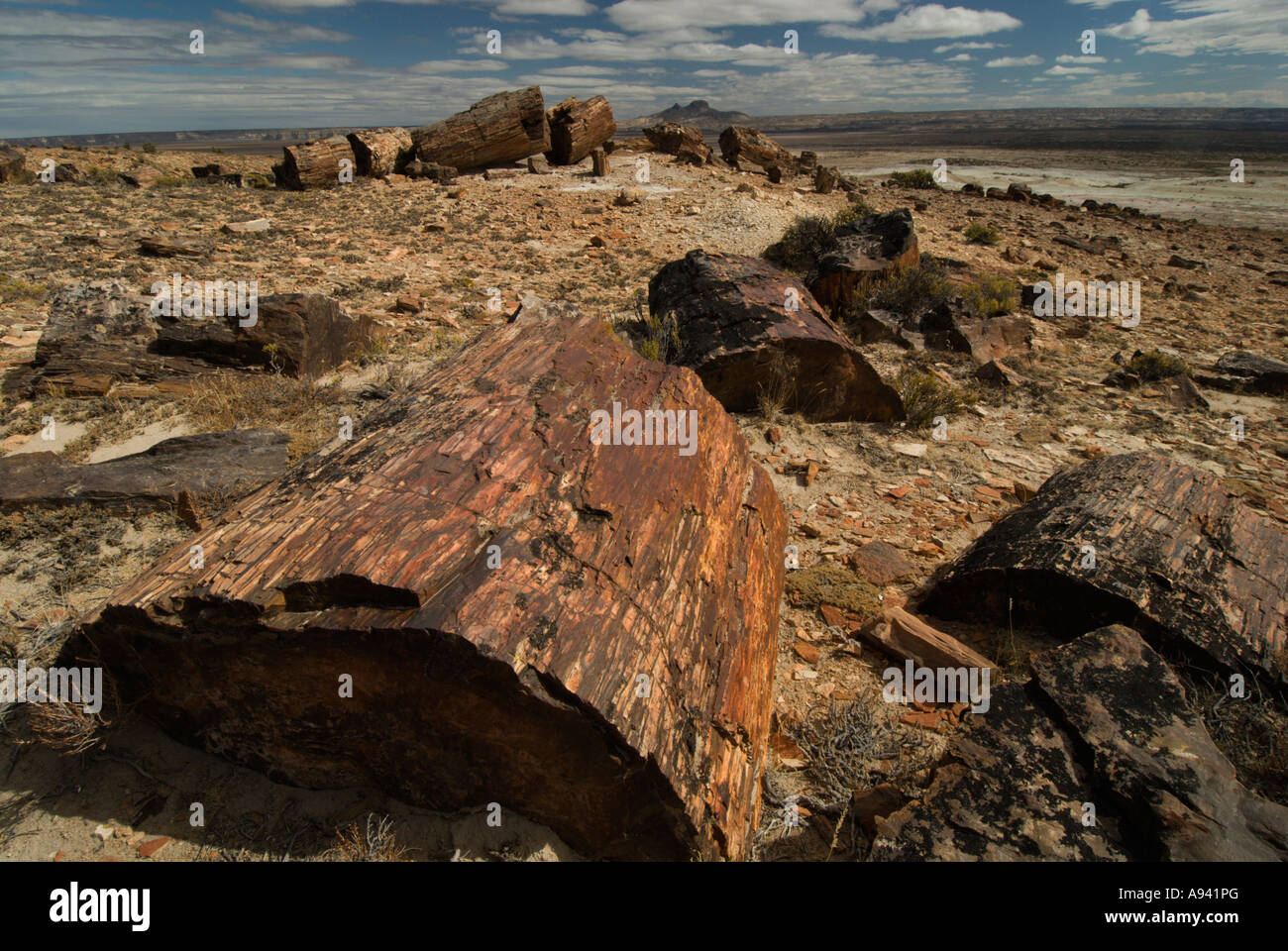Petrified Forest, Monumento Nacional Bosques Petrificados, Patagonia ...