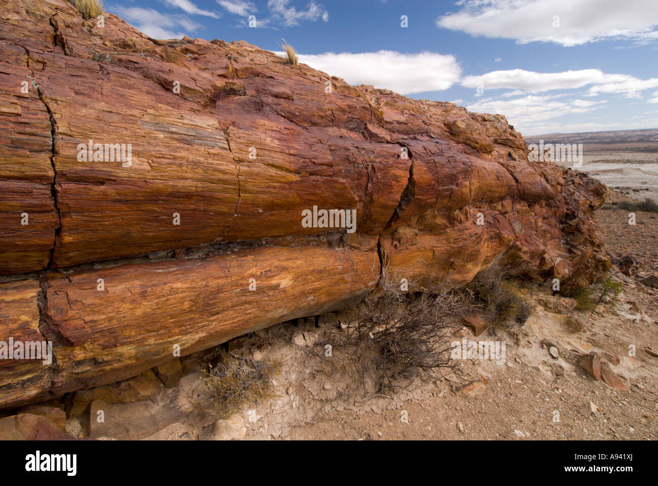 Petrified Forest, Monumento Nacional Bosques Petrificados, Patagonia ...
