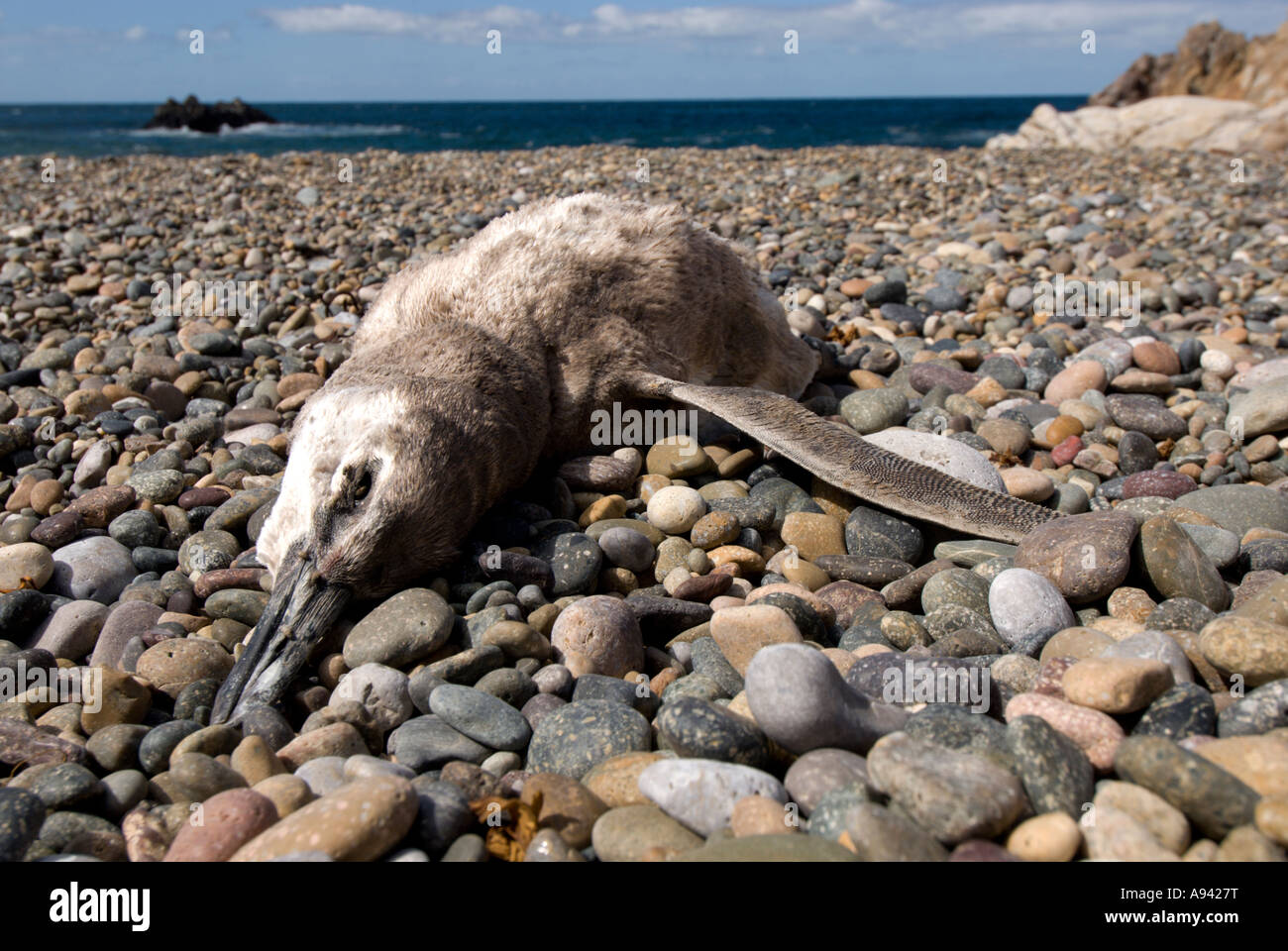Dead Magellanic Penguin (Spheniscus magellanicus), Cabo Blanco ...