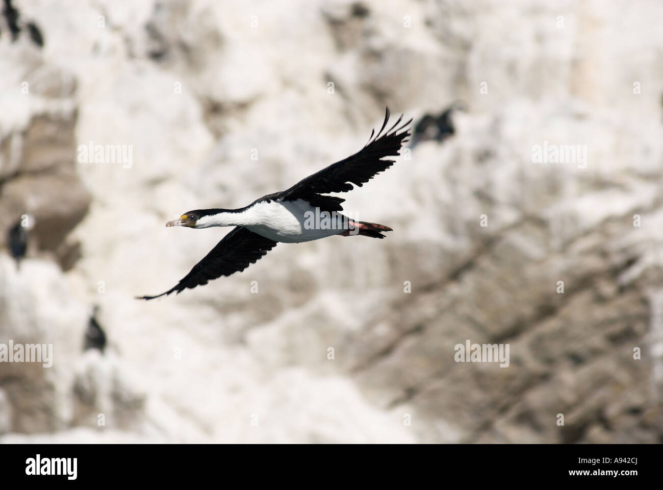 Shag bird hi-res stock photography and images - Alamy