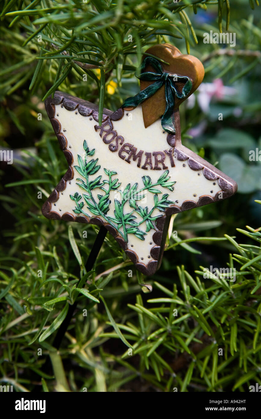 The culinary herb rosemary with a star shaped sign to mark it Stock ...