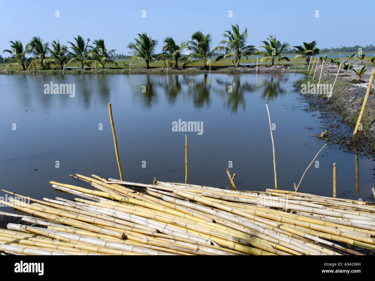 Bamboo and a smooth paddy field, Kerala, India Stock Photo - Alamy