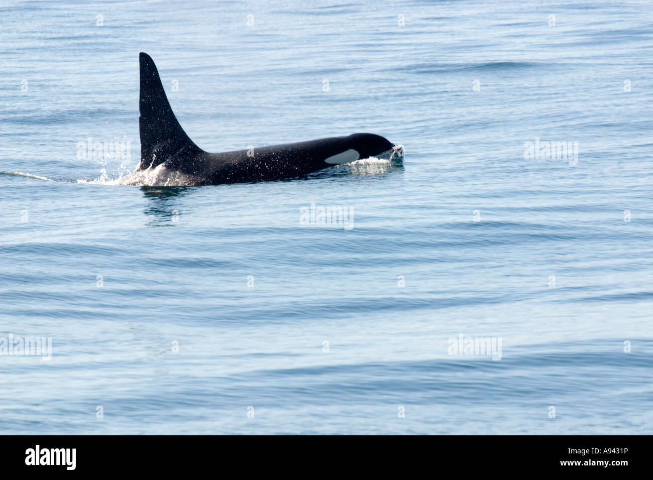 Large Male Killer Whale Orca High Resolution Stock Photography and ...