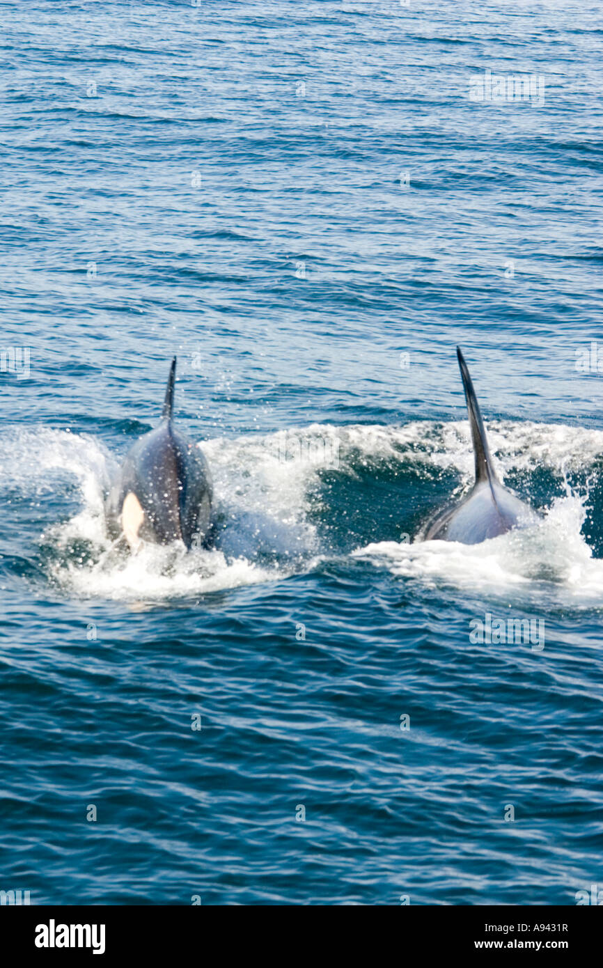 Orca (Killer Whale) Cow and Calf coming up for air Stock Photo - Alamy