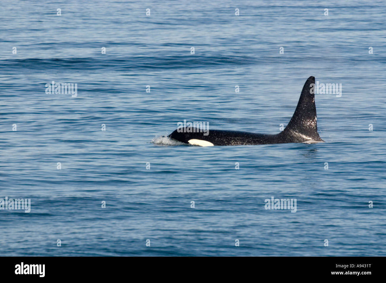 Orca air hi-res stock photography and images - Alamy