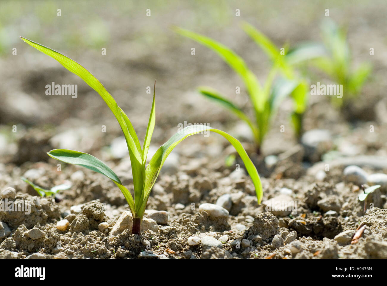 Shoots of corn plants hi-res stock photography and images - Alamy