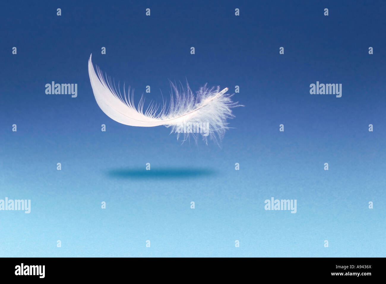 soaring light white small feather or down on blue background with ...