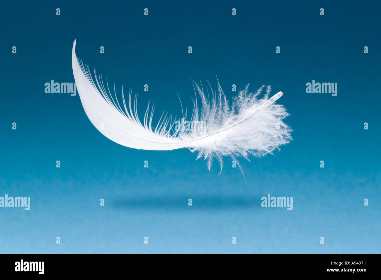 soaring light white small feather or down on blue background with ...