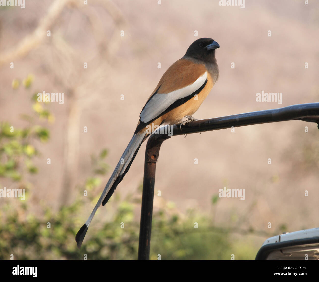 Beautiful indian bird Stock Photo - Alamy