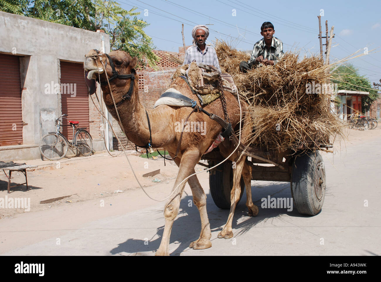 Camel drawn cart hi-res stock photography and images - Alamy