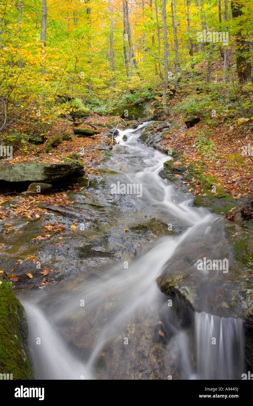 Small stream cascading through a fall forest with fall foliage, Green ...