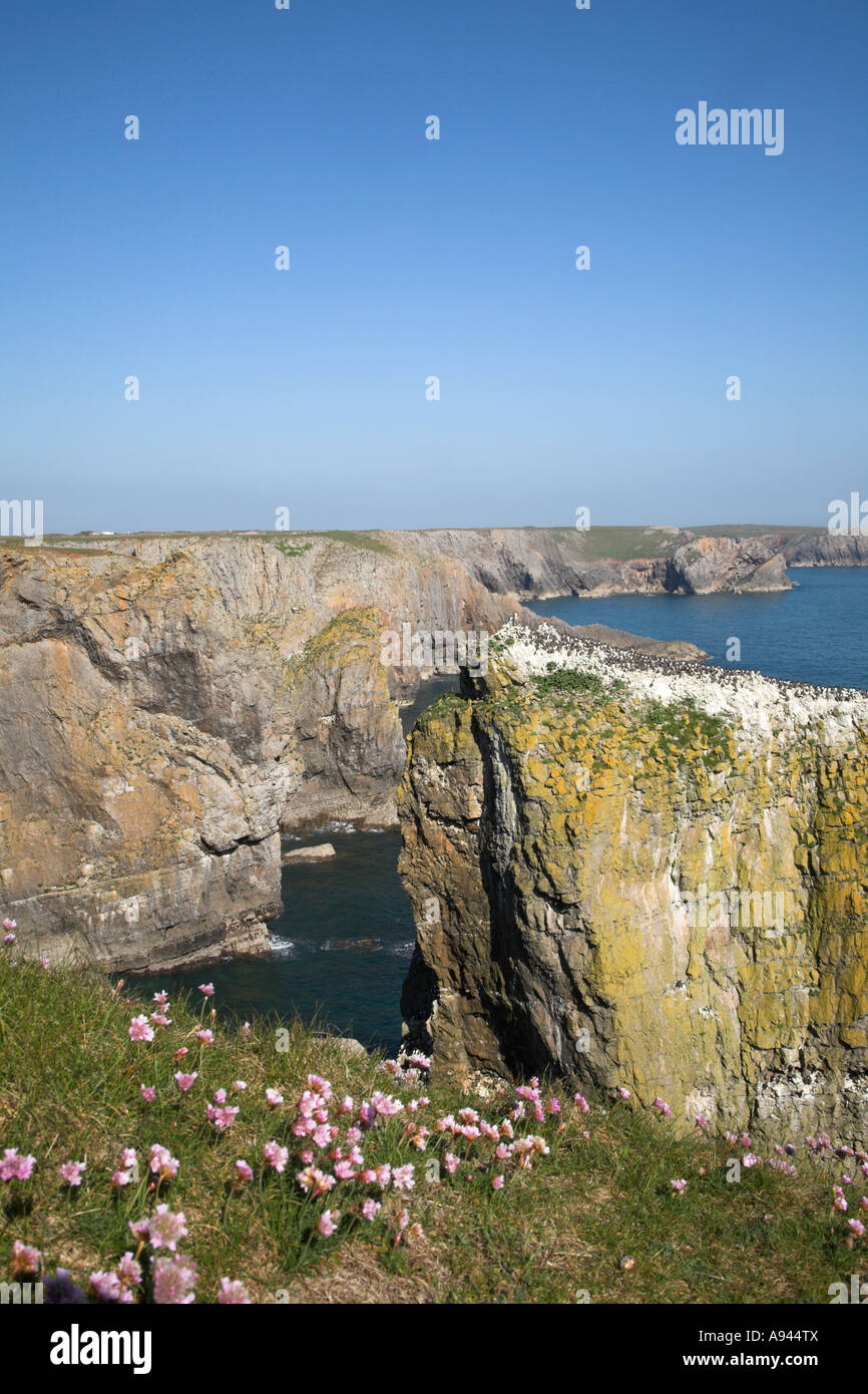 Cliff top thrift Stack Rocks, Castlemartin St Govan's Head ...